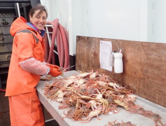 Seafood Media Group - Worldnews - Alaska snow crab season canceled after billions of crabs disappear